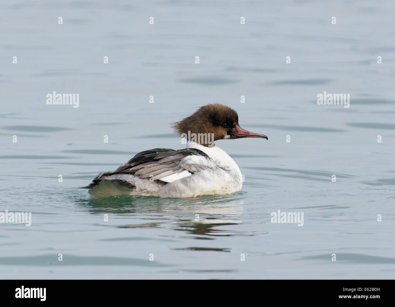 1st winter male hi-res stock photography and images - Alamy