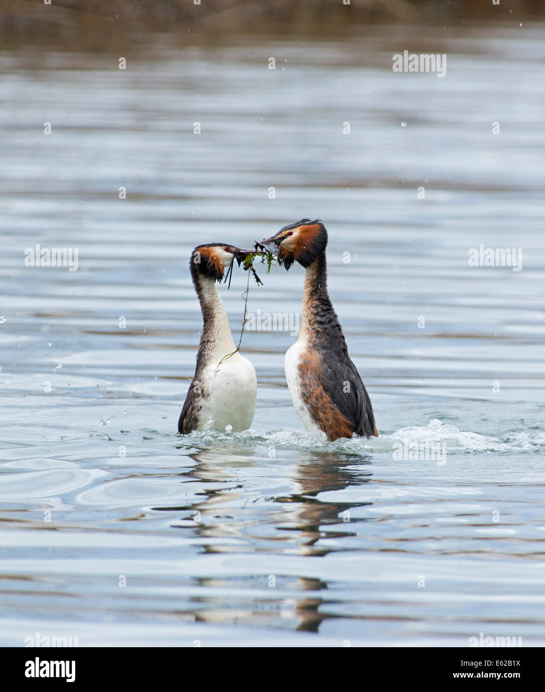 Great-crested Grebe Podiceps cristatus performing weed dance as part of ...