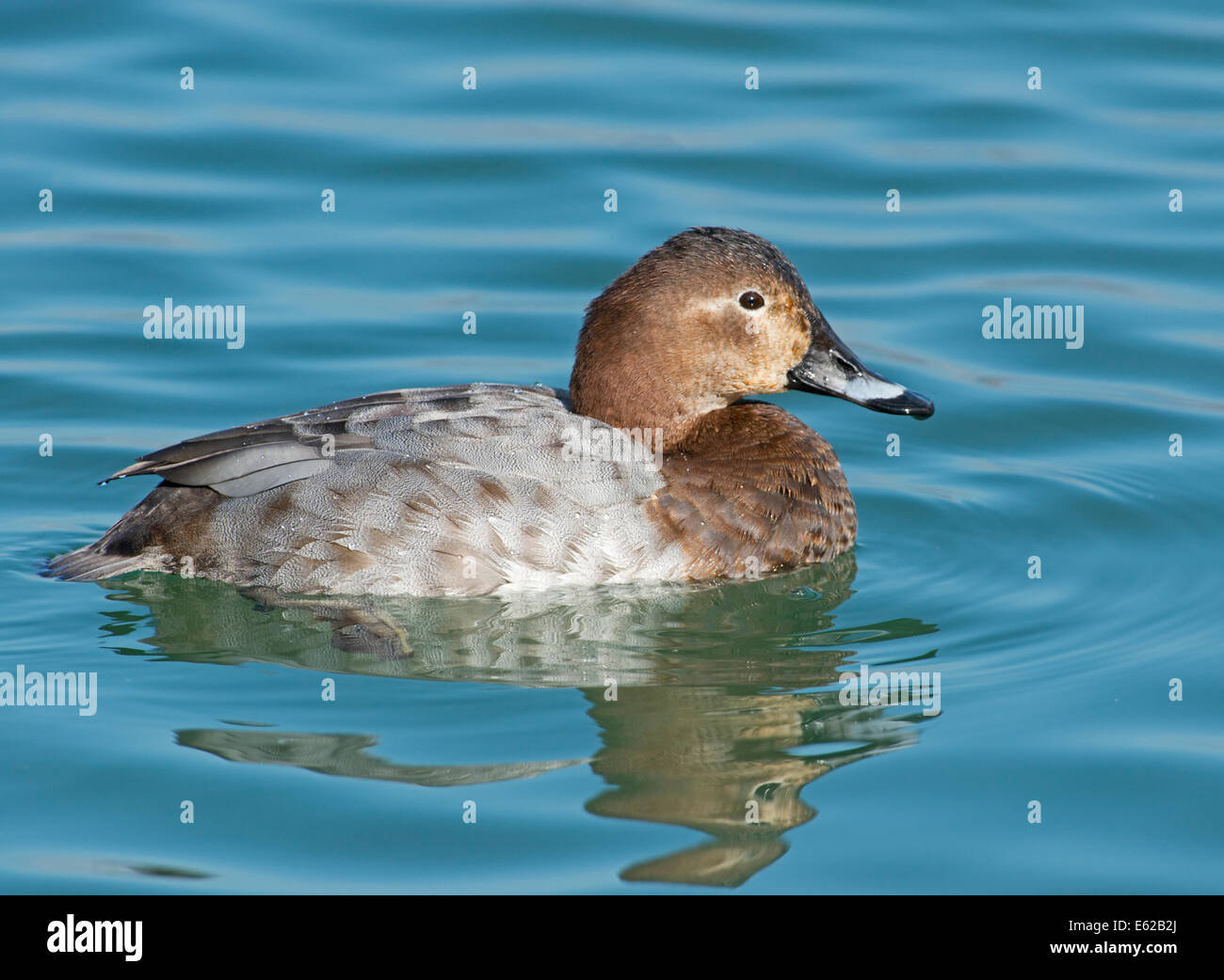 Female pochard duck bird hi-res stock photography and images - Alamy