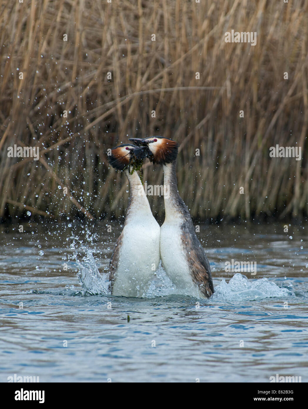 Great-crested Grebe Podiceps cristatus performing weed dance as part of ...