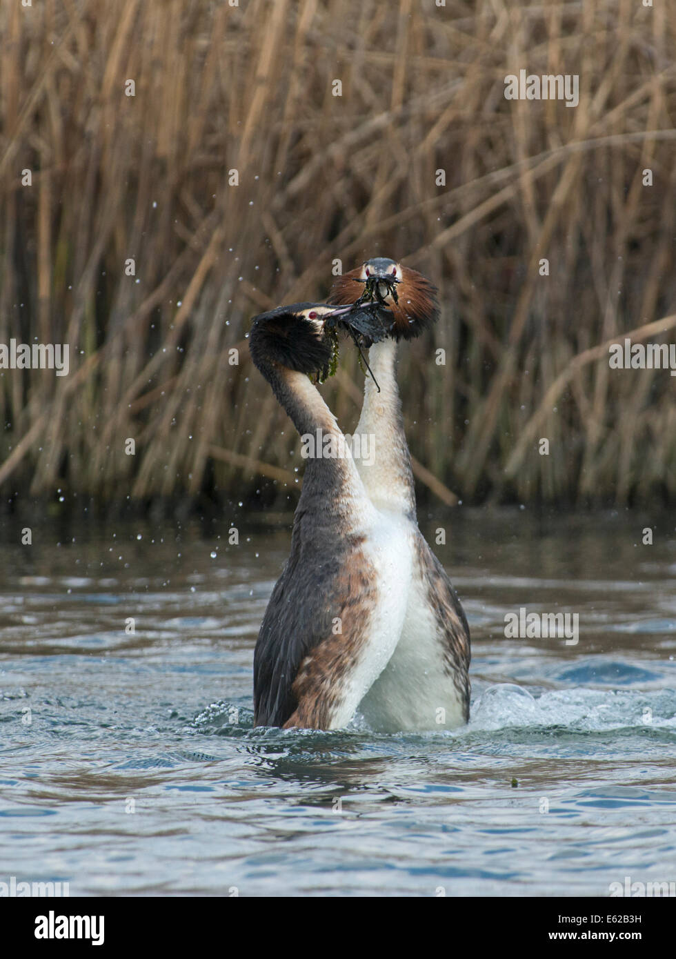 Great-crested Grebe Podiceps cristatus performing weed dance as part of ...