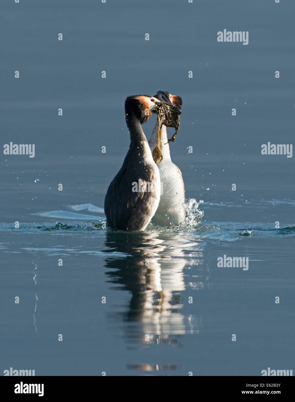 Great-crested Grebe Podiceps cristatus performing weed dance as part of ...