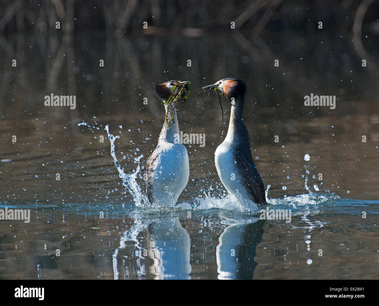 Great-crested Grebe Podiceps cristatus performing weed dance as part of ...