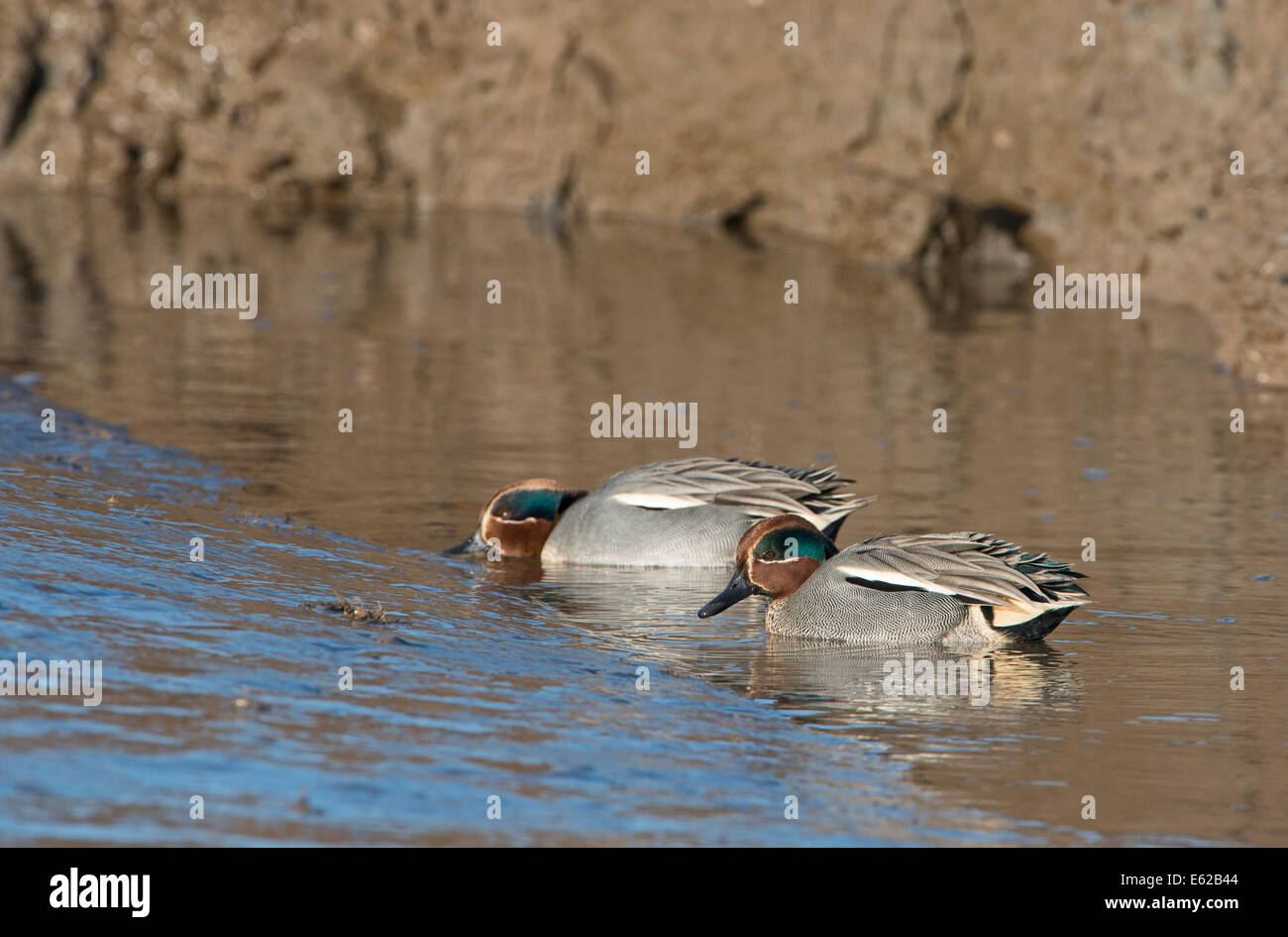 Eurasian teal anas crecca hi-res stock photography and images - Alamy