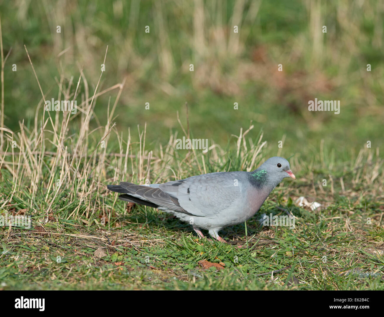 Columba oenas hi-res stock photography and images - Alamy