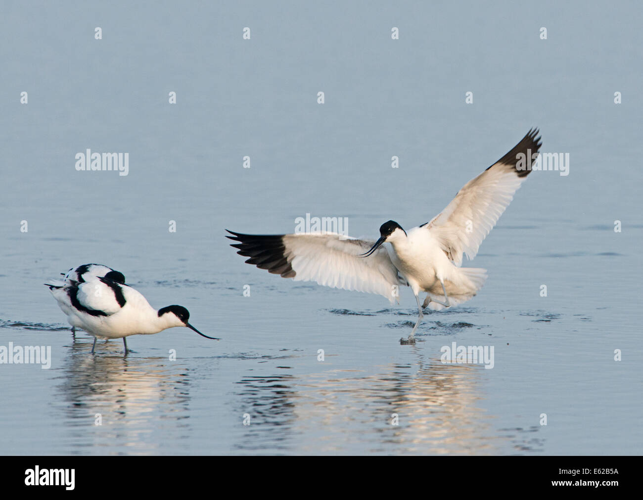 Avocets (Pied Avocet) Recurvirostra avosetta on scrape at Cley Norfolk ...