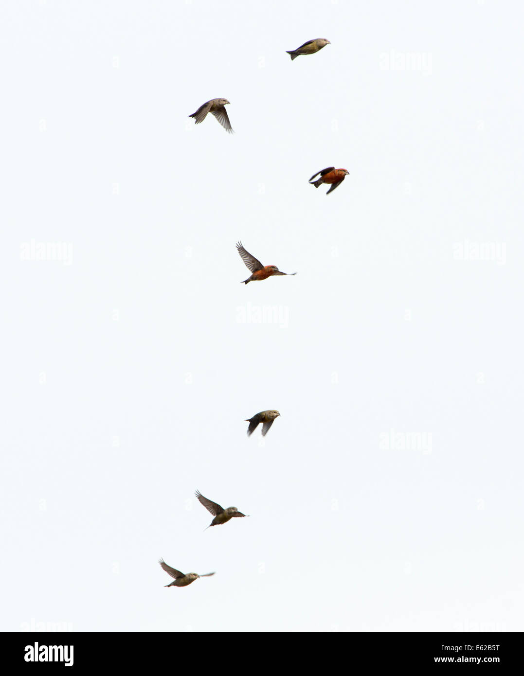 Common Crossbills (also known as Red Crossbill) Loxia curvirostra Holt ...