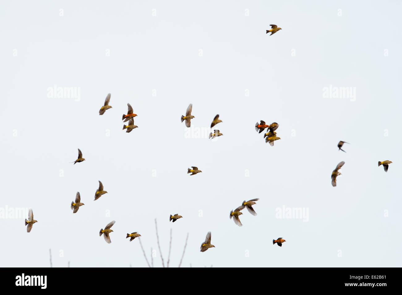Common Crossbills (also known as Red Crossbill) Loxia curvirostra Holt ...