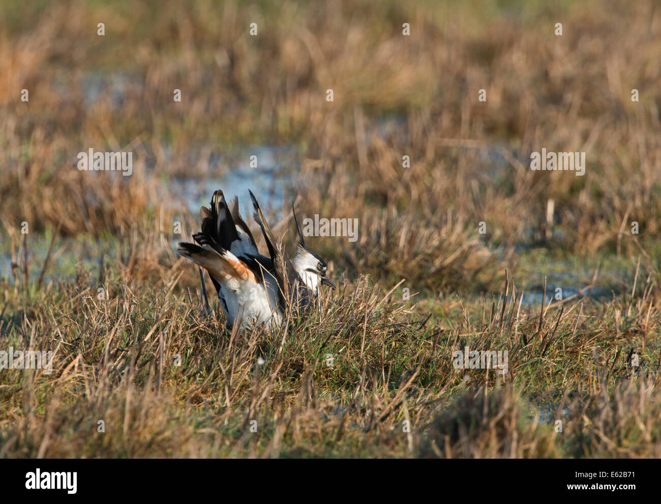 Creating nest hi-res stock photography and images - Alamy