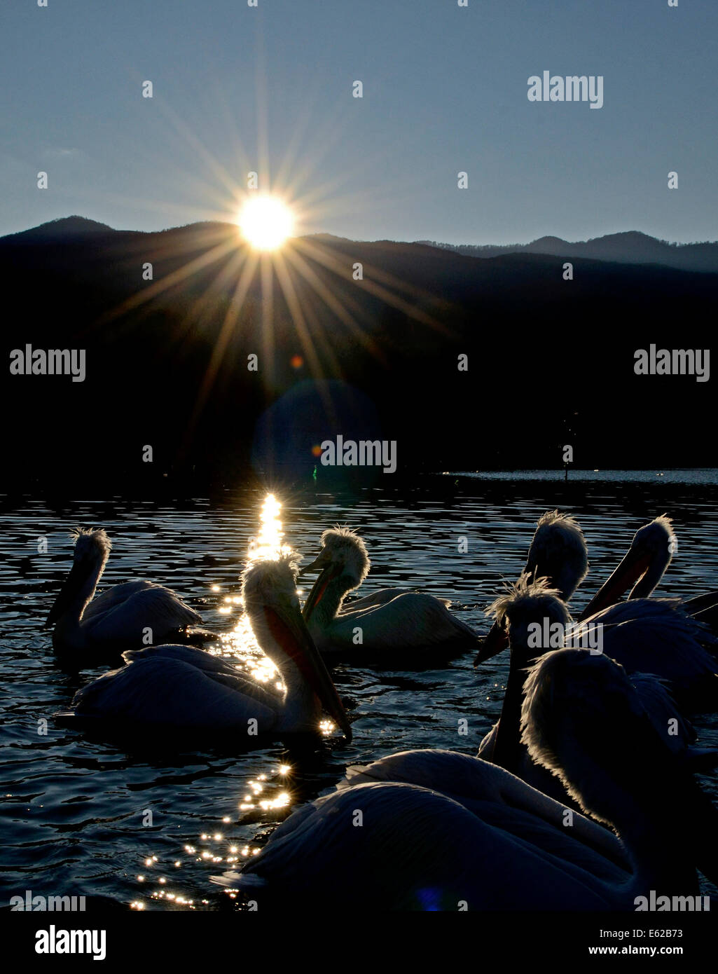 Pelicans pelican hi-res stock photography and images - Alamy