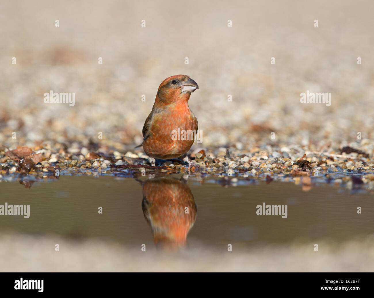 Crossbill hi-res stock photography and images - Alamy