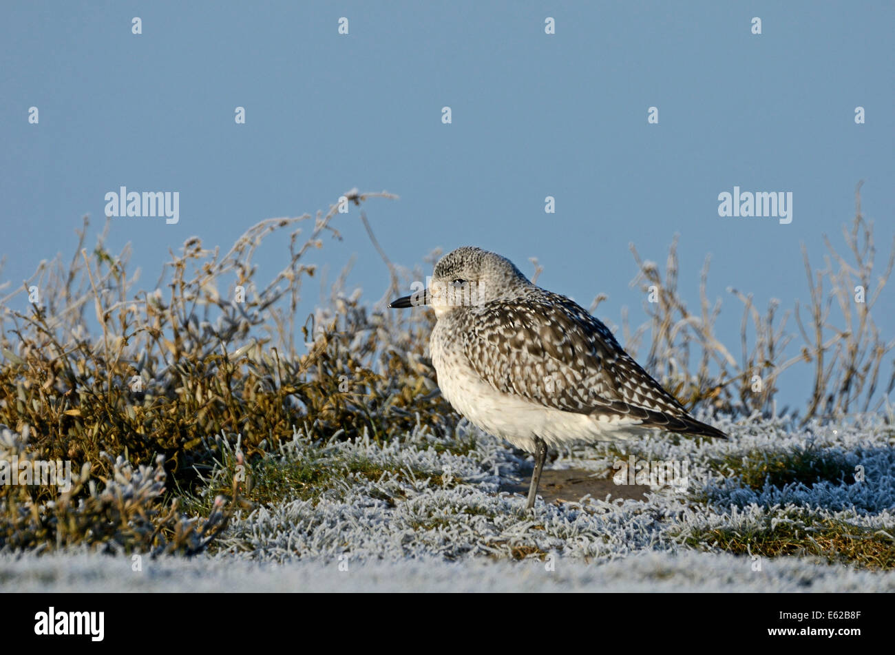 Grey plover hi-res stock photography and images - Alamy