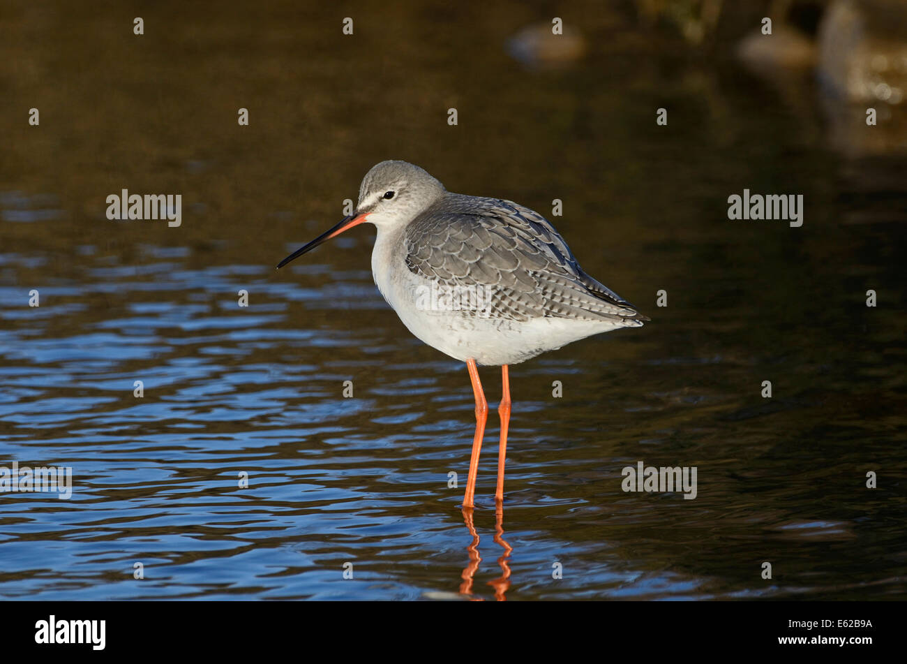 Spotted Redshank Tringa erythropus in non breeding plumage Cley Norfolk ...
