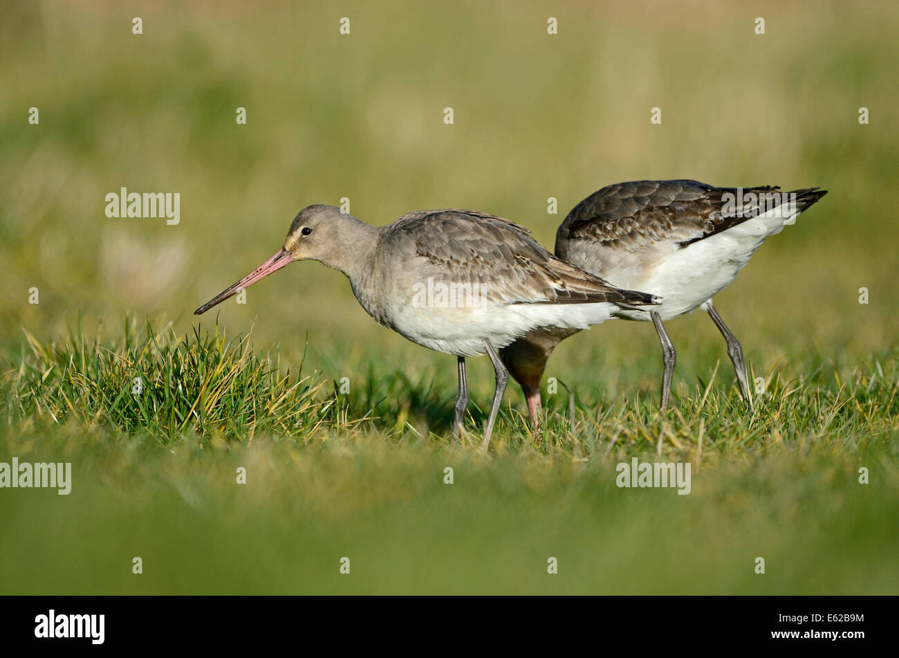 Black-tailed Godwit Limosa limosa in non breeding plumage Cley Norfolk ...