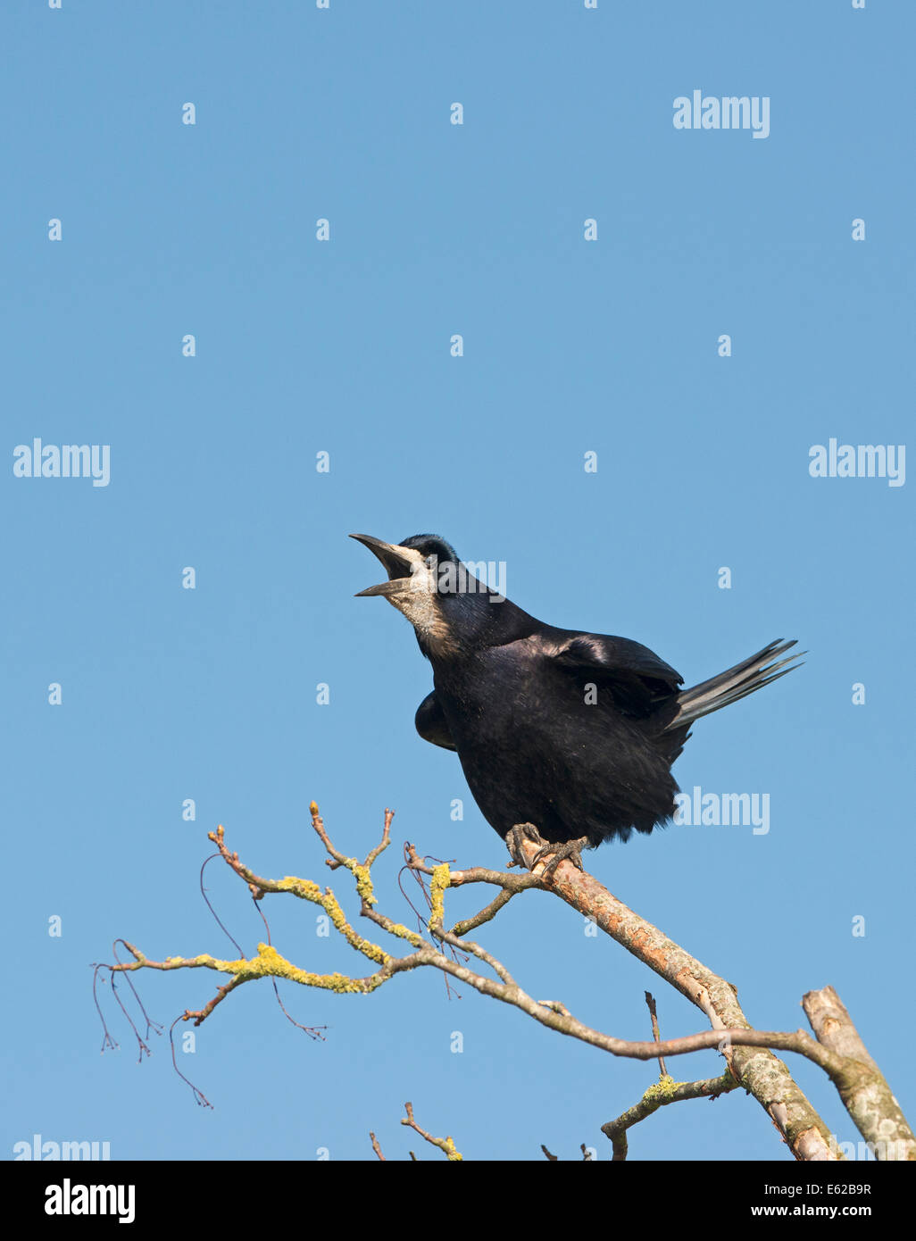 Rook rooks crow crows corvid norfolk hi-res stock photography and ...