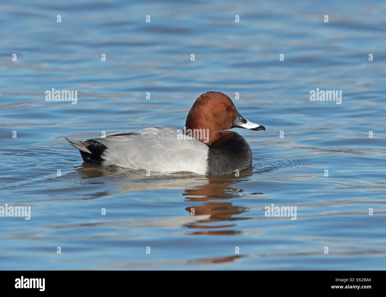 Common pochard hi-res stock photography and images - Alamy