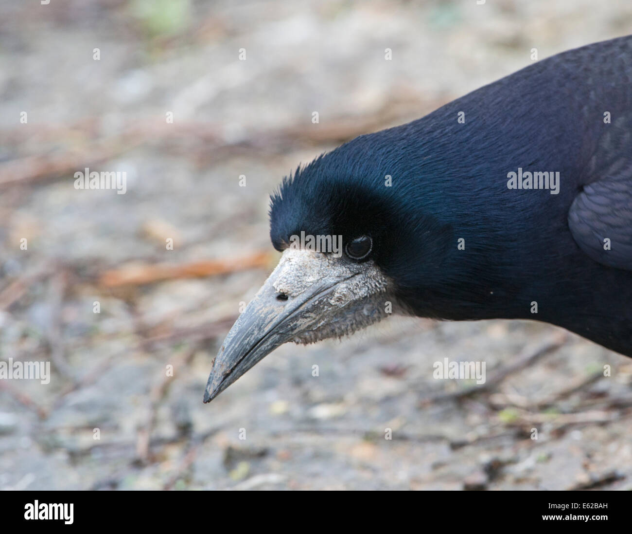 Rook rooks crow crows corvid norfolk hi-res stock photography and ...