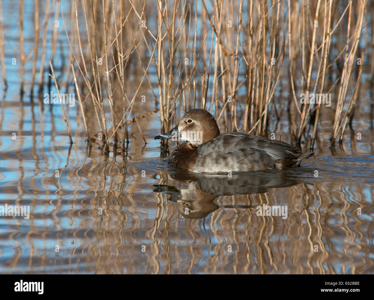 Female common pochard duck ferina hi-res stock photography and images ...