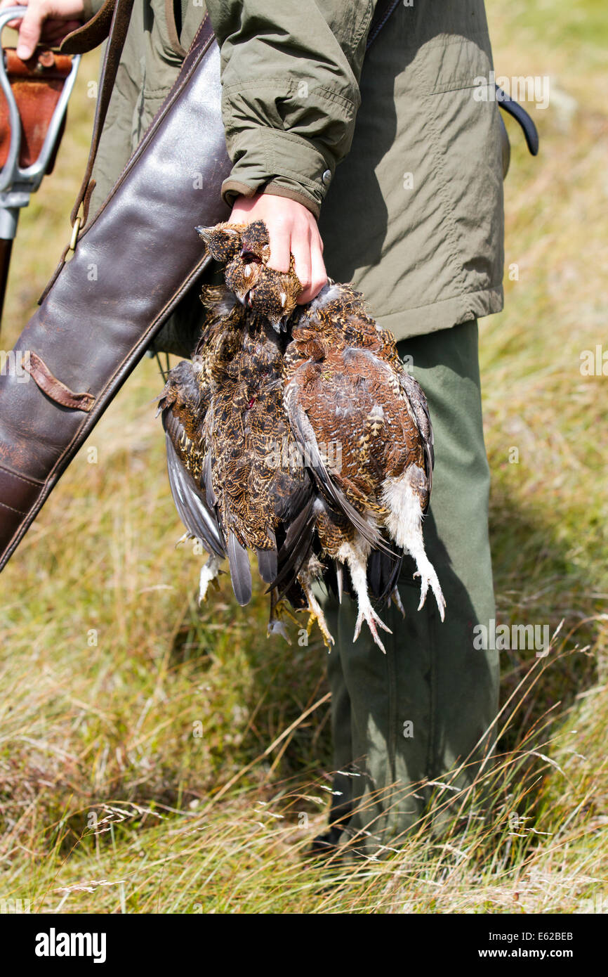 Gamekeeper holding grouse in Coverdale, Yorkshire Dales, UK 12th August ...