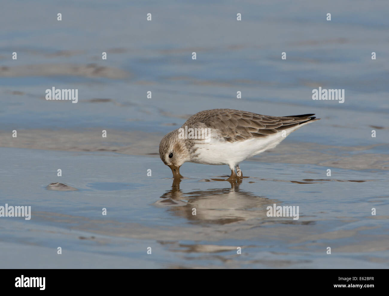 Dunlin winter plumage hi-res stock photography and images - Alamy