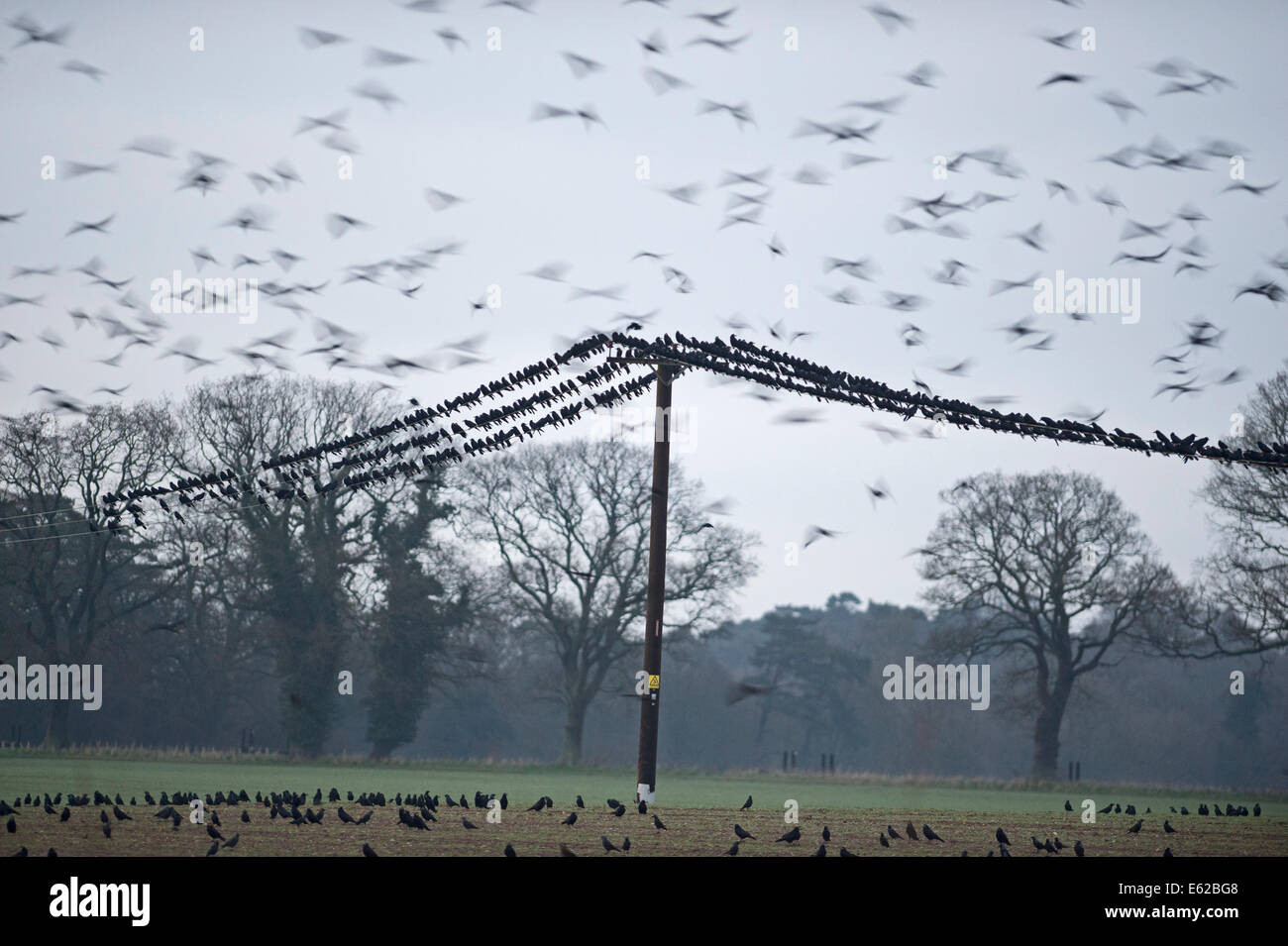 Rook norfolk buckenham roosting roost corvus frugilegus corvid crow hi ...