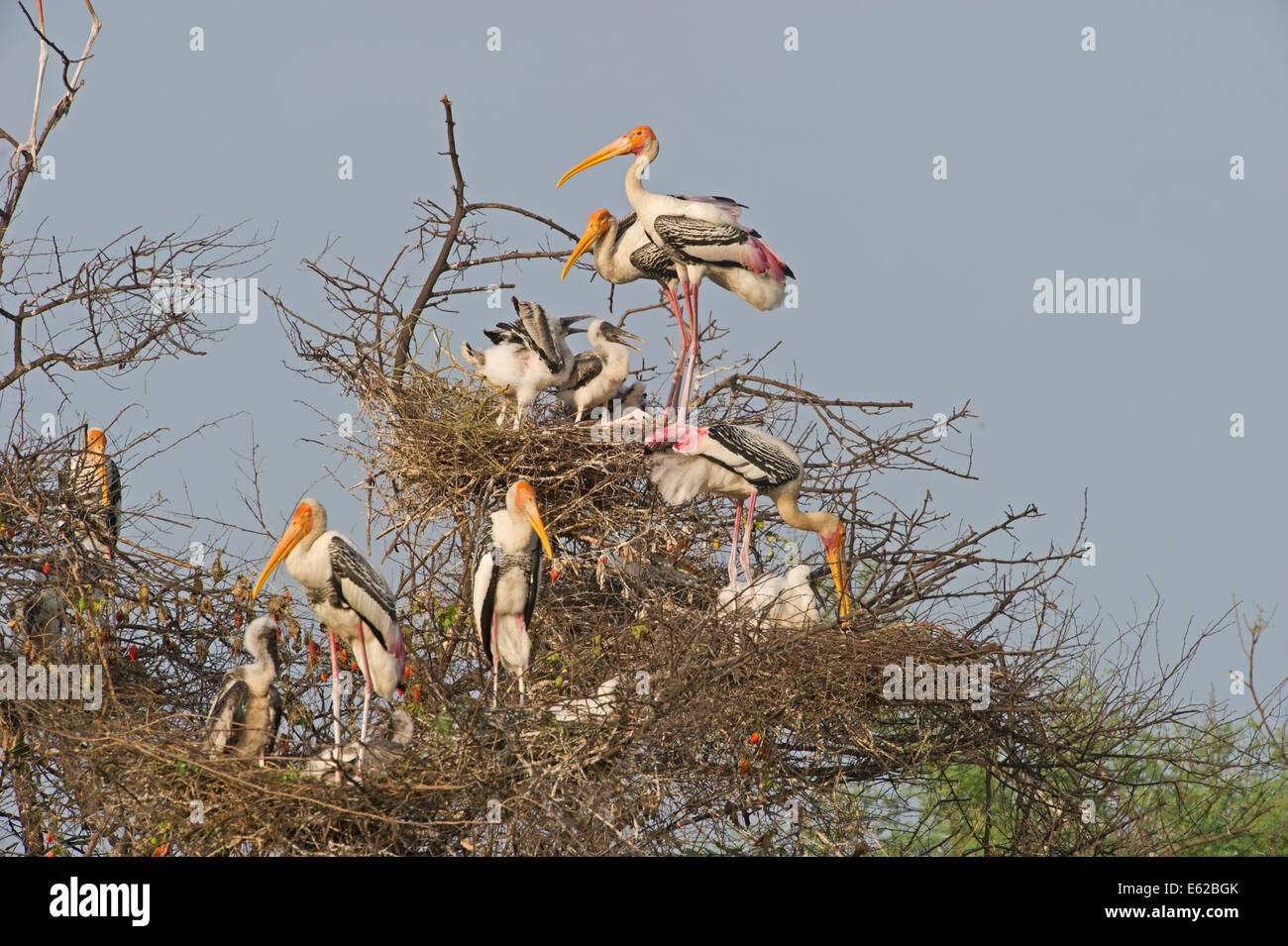 Storks of india hi-res stock photography and images - Alamy