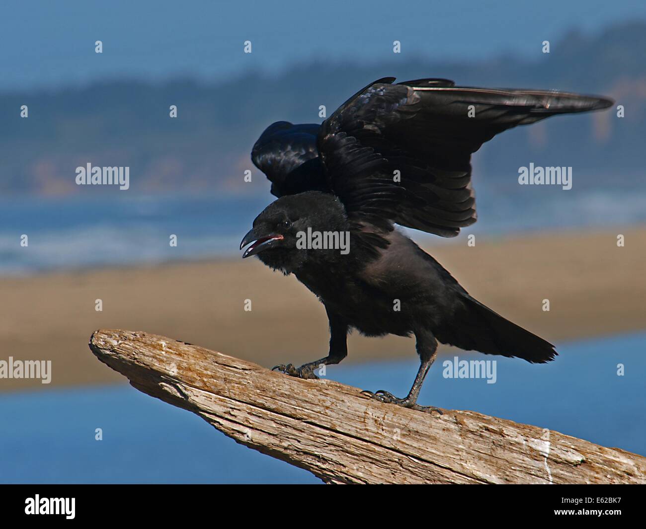 A black crow, part of the raven family, is captured in flight. Known ...