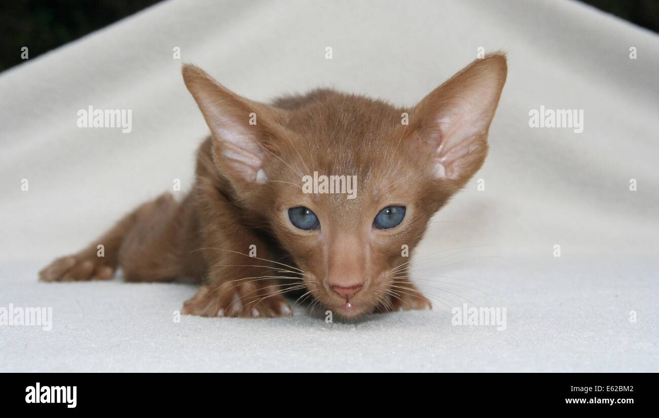Oriental shorthair baby cat hi-res stock photography and images - Alamy