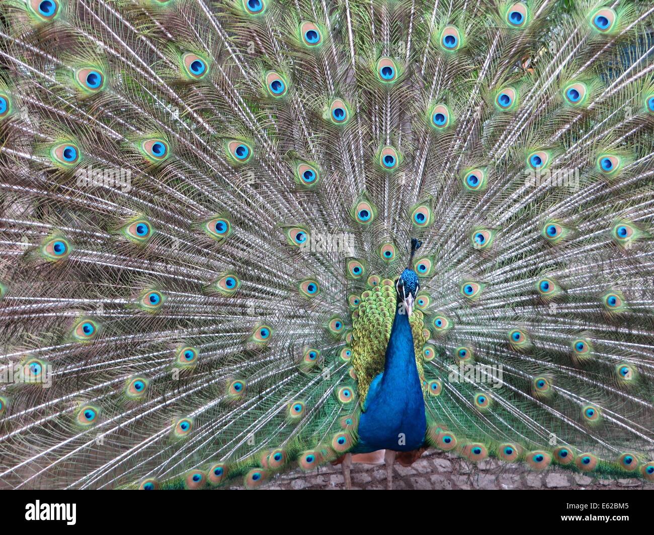 A peacock with vibrant, iridescent feathers, displaying its colorful ...