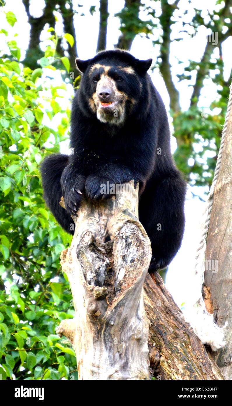 Mammal bear spectacled hi-res stock photography and images - Alamy