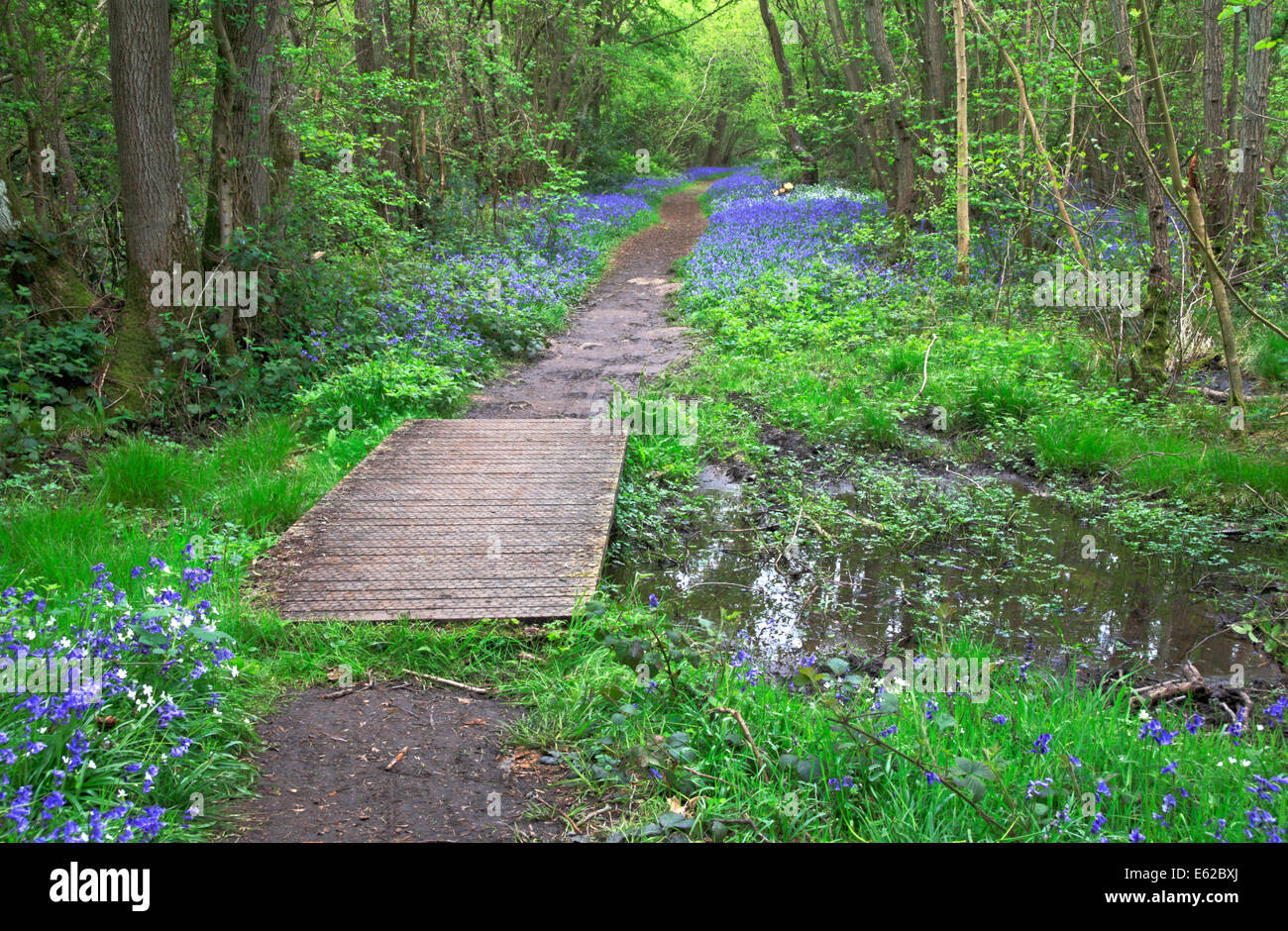 A footpath through ancient woodland with bluebells in spring at Foxley ...