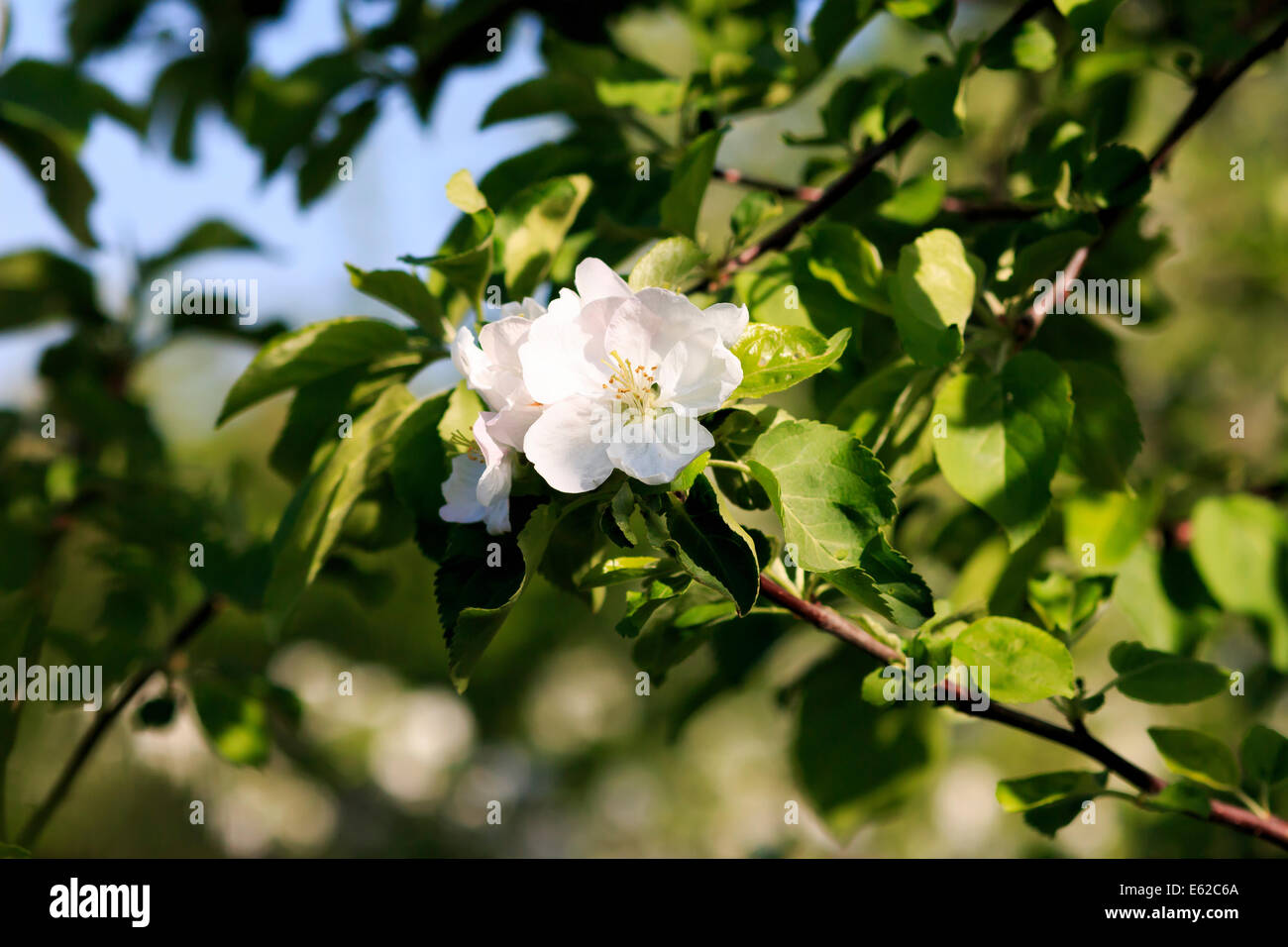 white blooming apple tree, close-up Stock Photo - Alamy