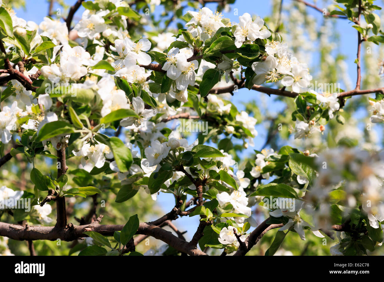 Branches of apple tree hi-res stock photography and images - Alamy