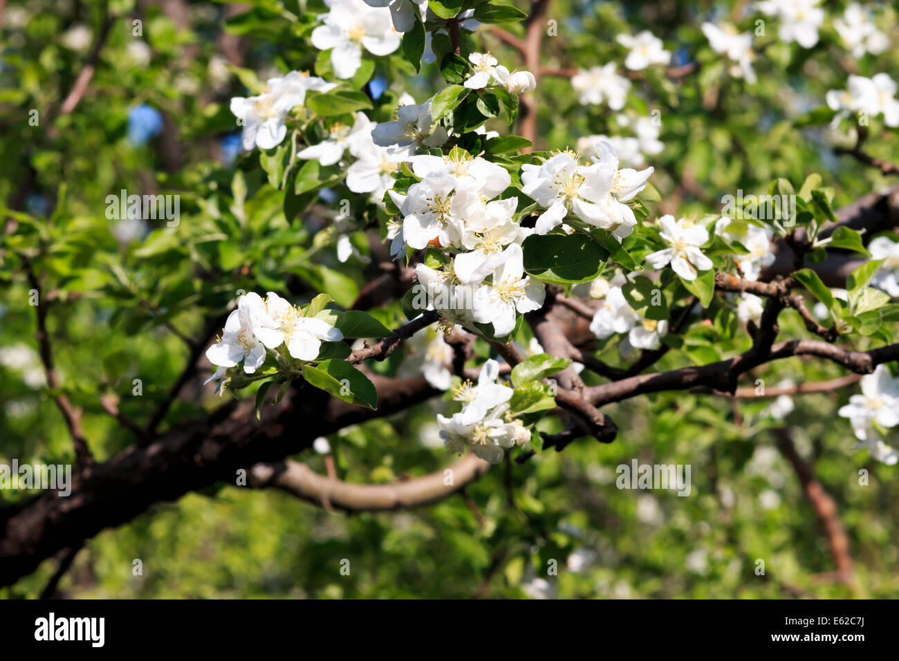 Branches blossoming apple trees hi-res stock photography and images - Alamy