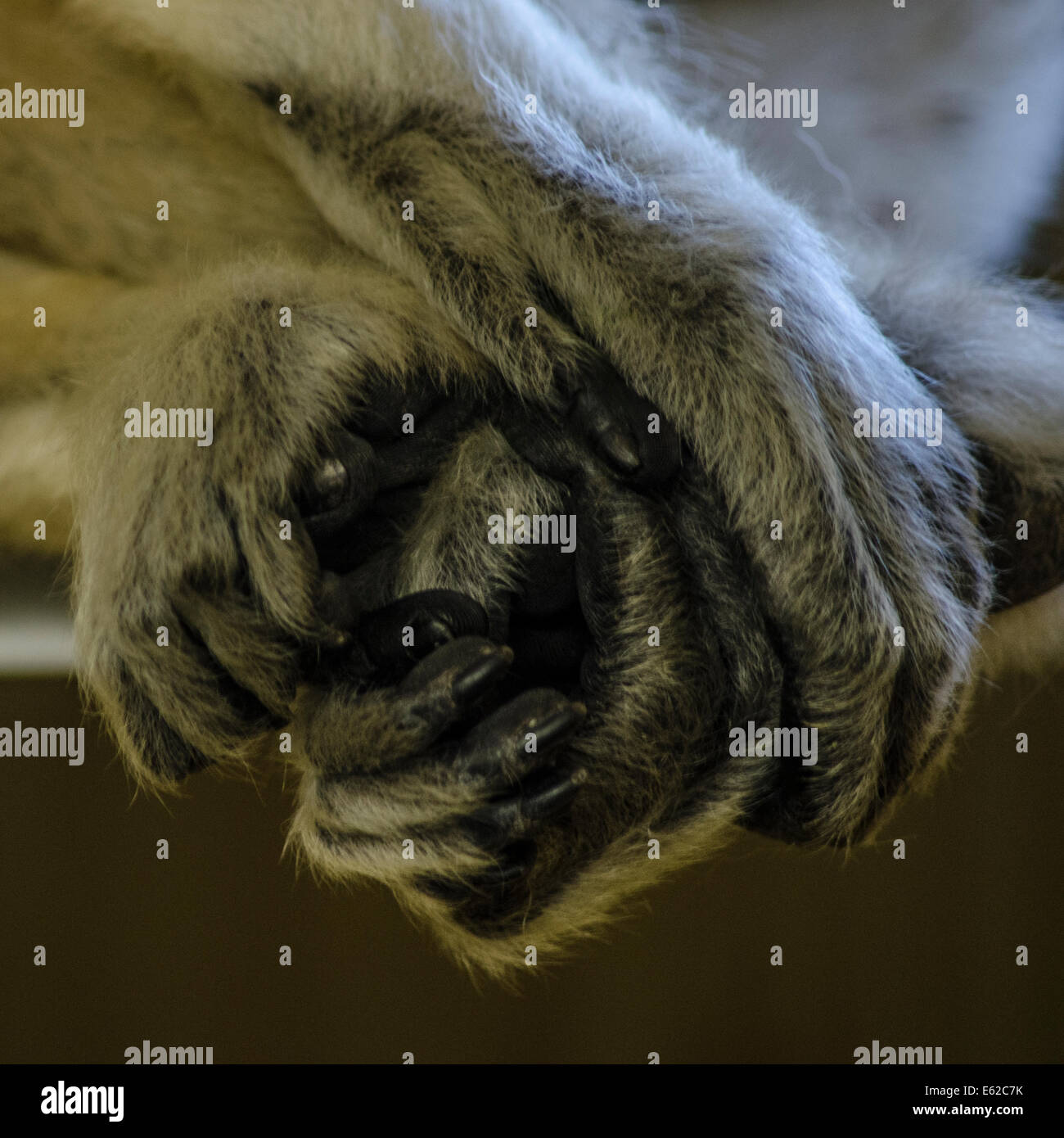 Monkey hands hi-res stock photography and images - Alamy