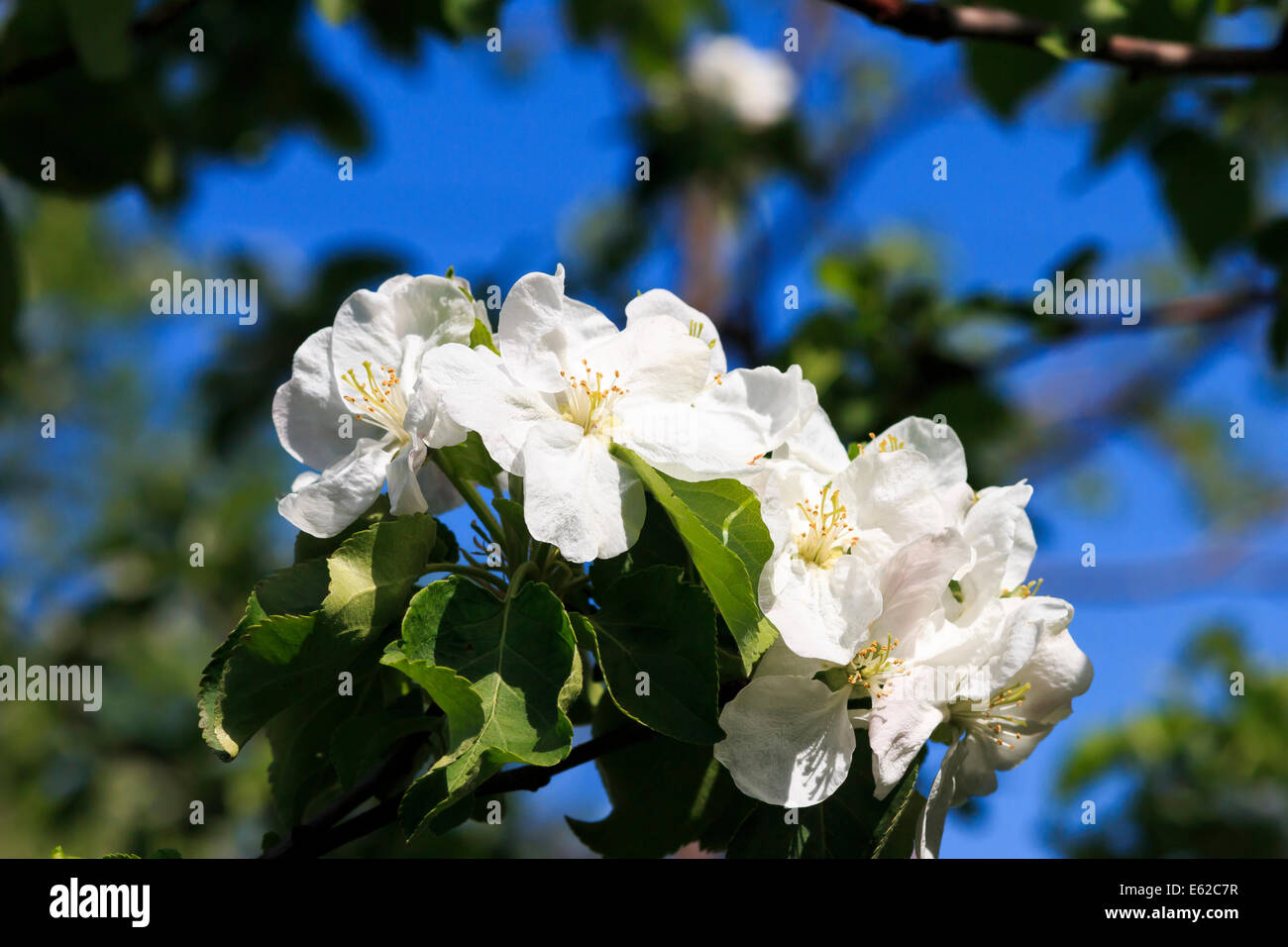 blooming apple tree inflorescence against bright blue sky Stock Photo ...