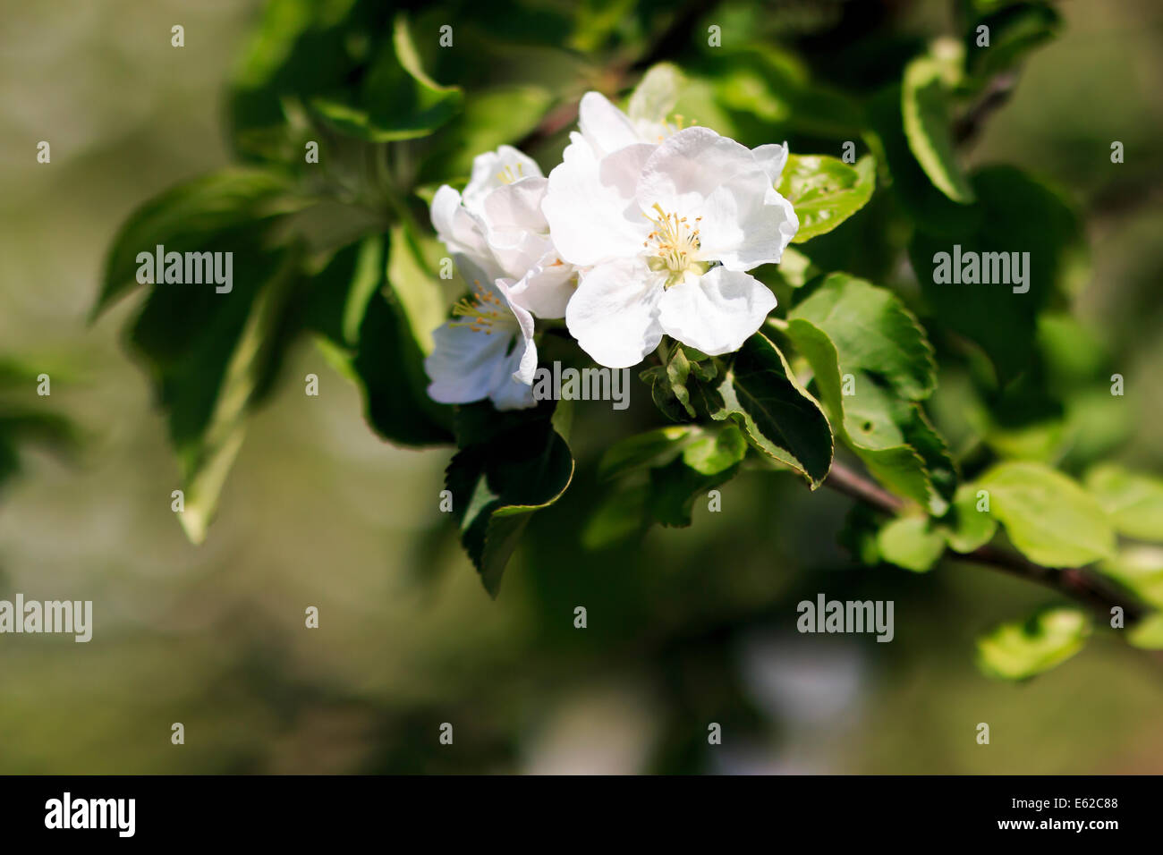 white blooming apple tree, close-up Stock Photo - Alamy