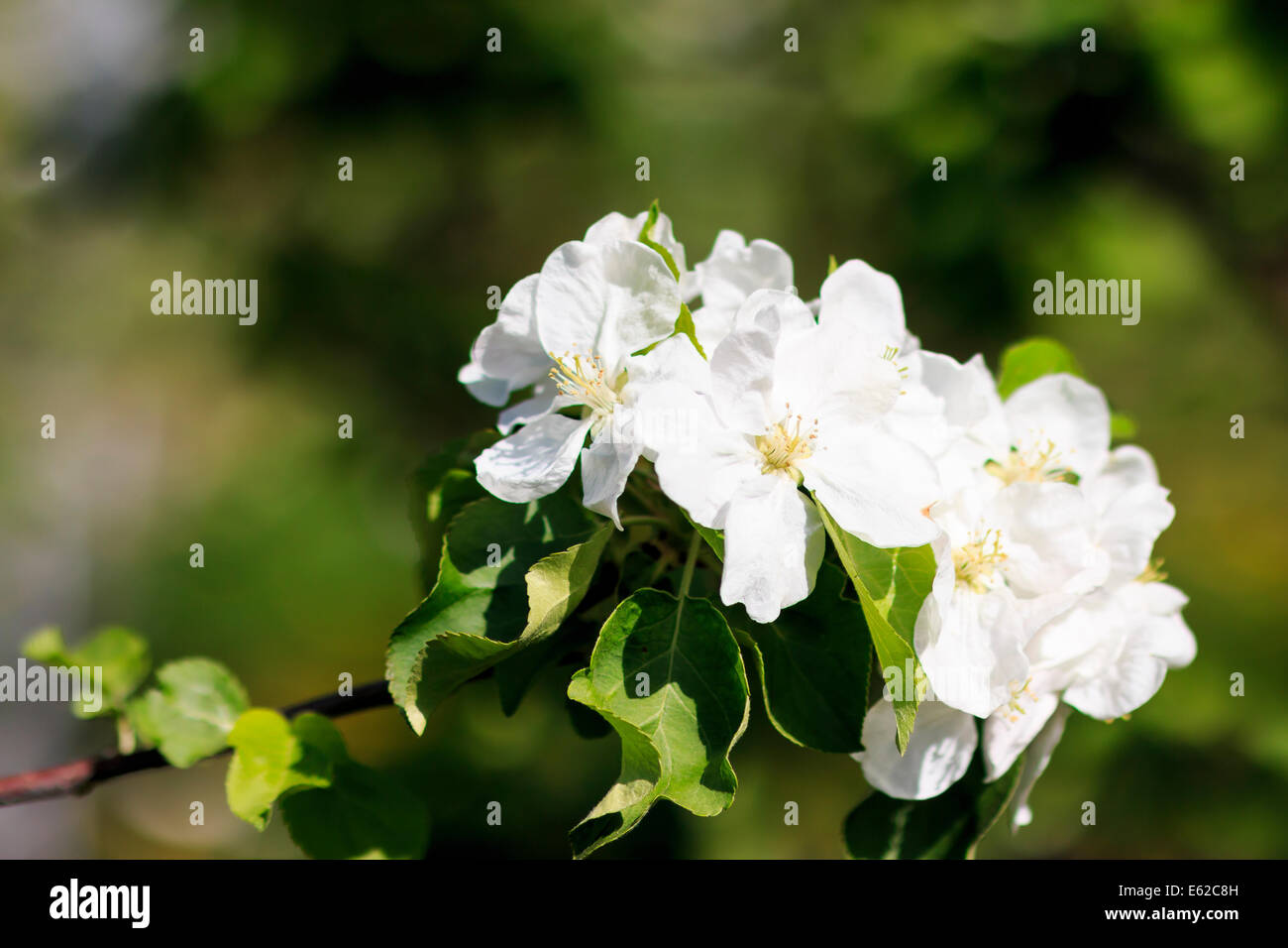 White blooming apple hi-res stock photography and images - Alamy