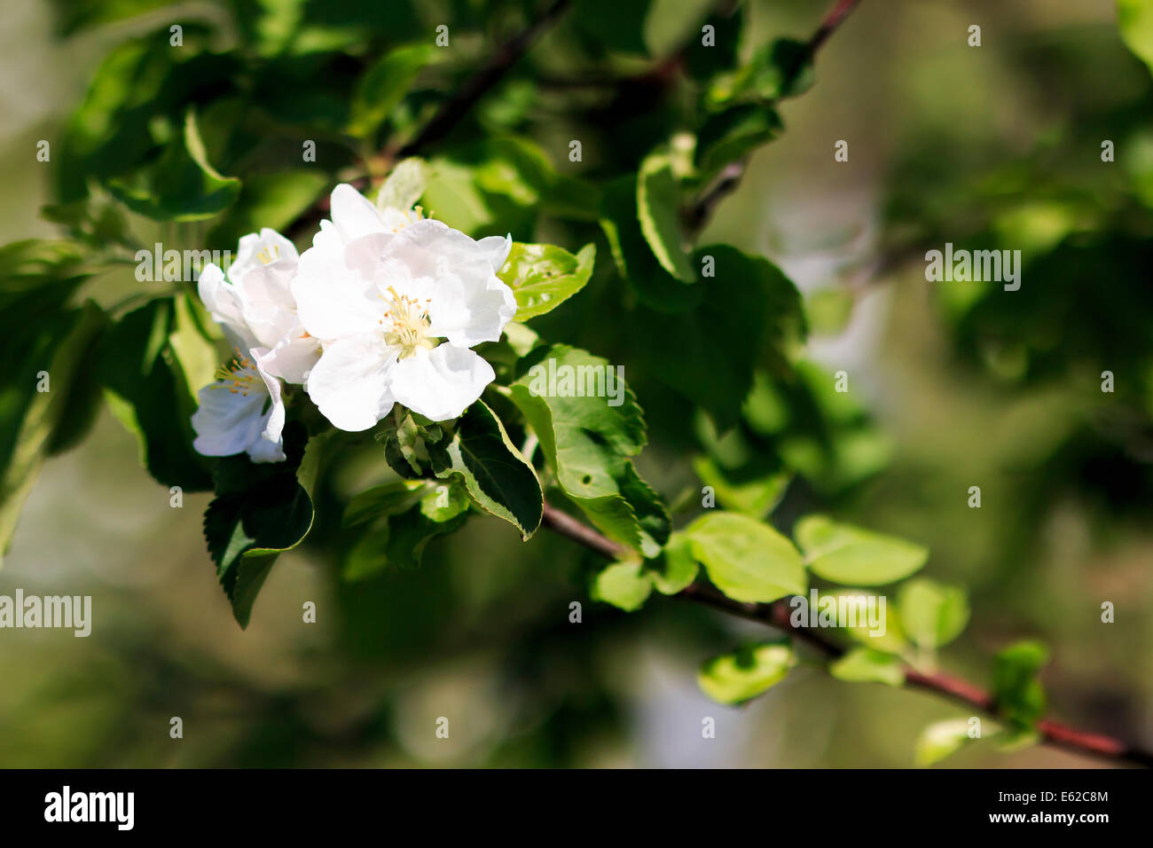 White blooming apple hi-res stock photography and images - Alamy