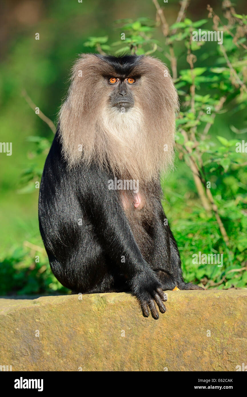 Lion tailed macaque hi-res stock photography and images - Alamy
