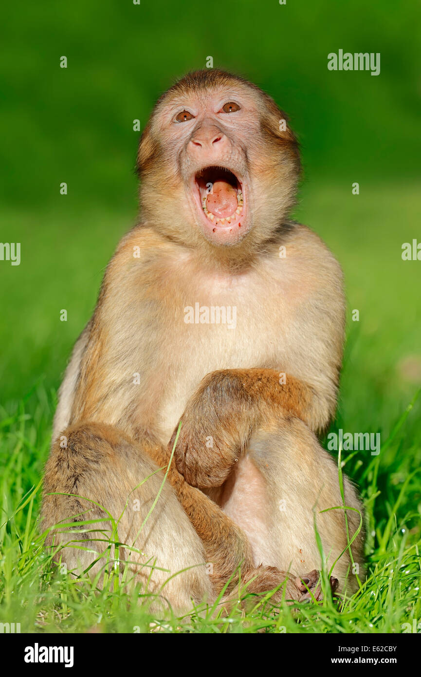 Barbary Macaque, Barbary Ape (Macaca sylvanus, Macaca sylvana), young ...