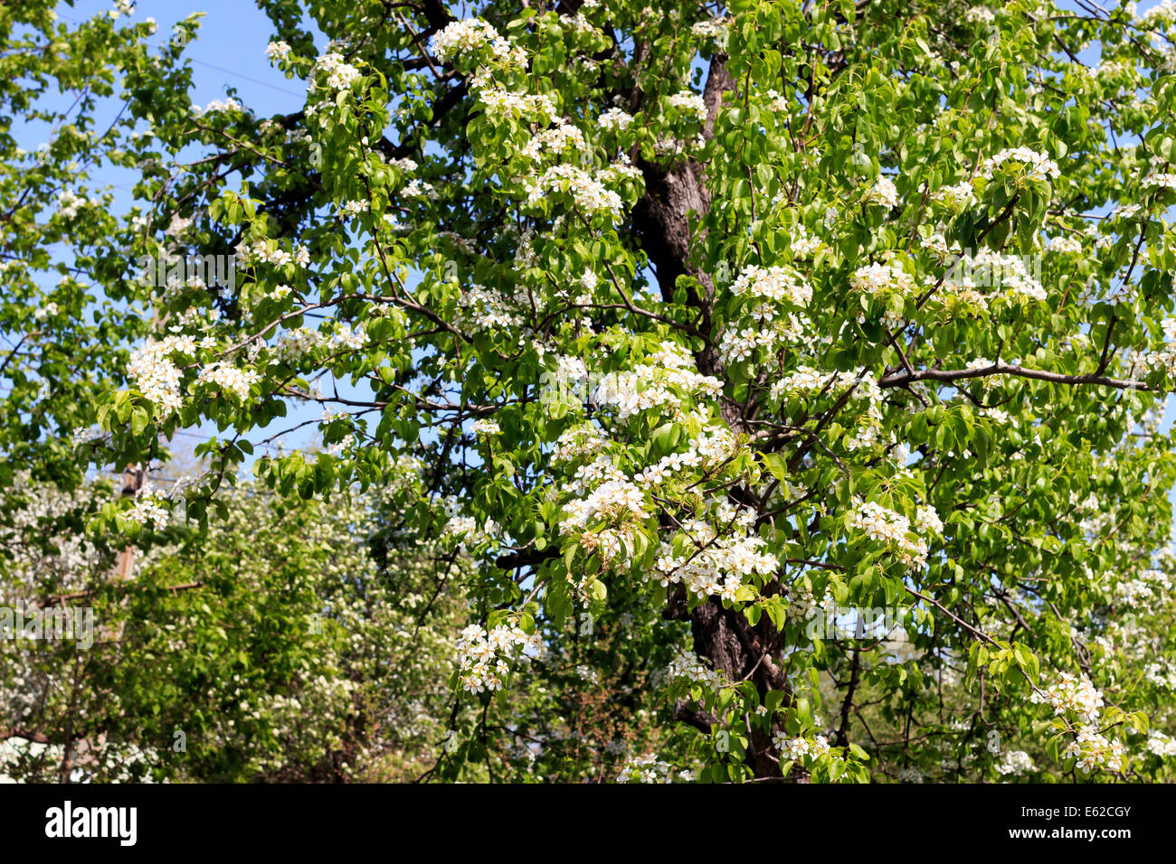 pear tree blooming at garden Stock Photo - Alamy