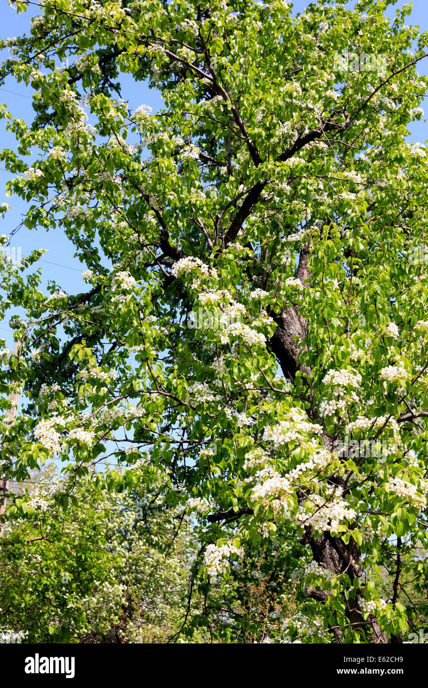 pear tree blooming at garden Stock Photo - Alamy