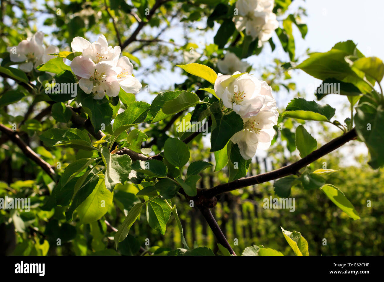 Branches of apple tree hi-res stock photography and images - Alamy