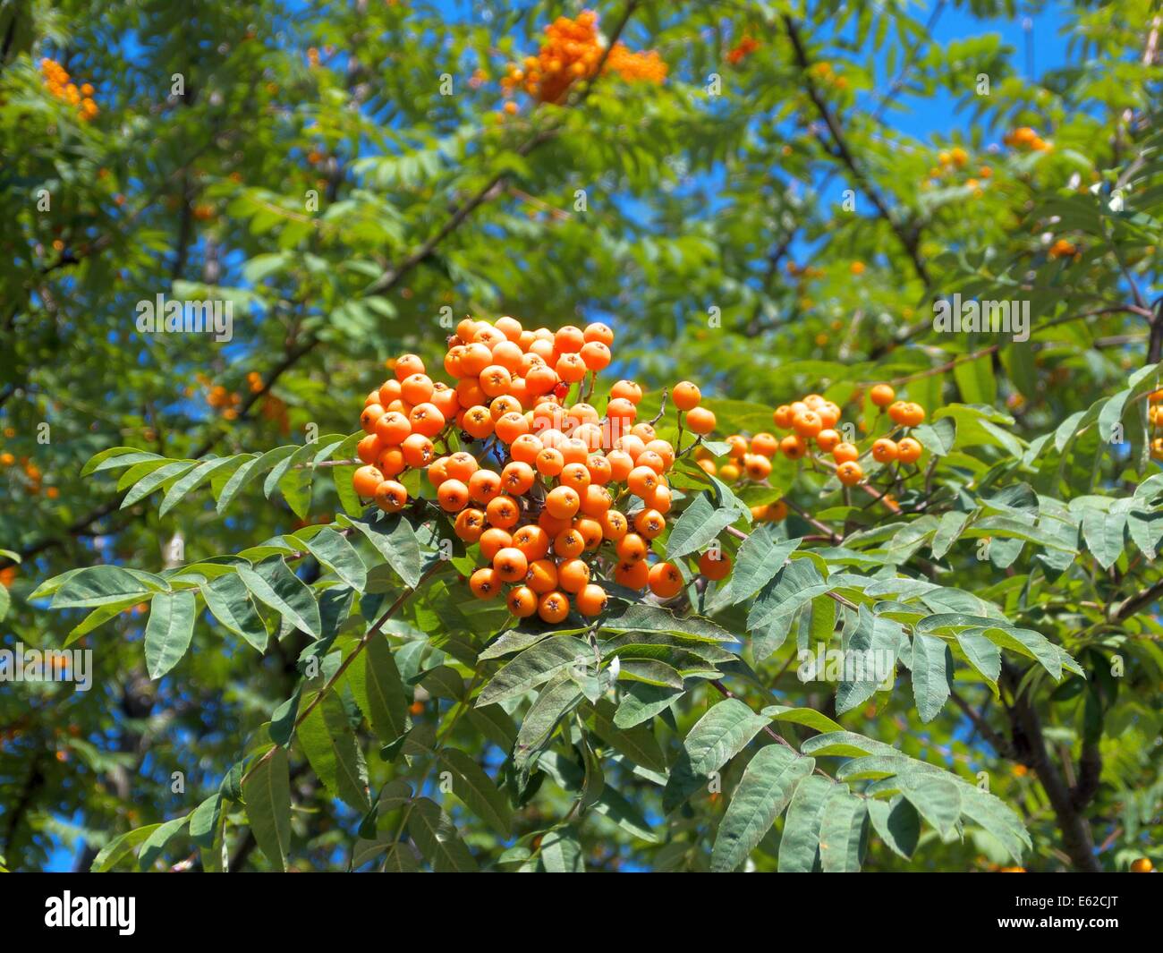 Red ash hi-res stock photography and images - Alamy