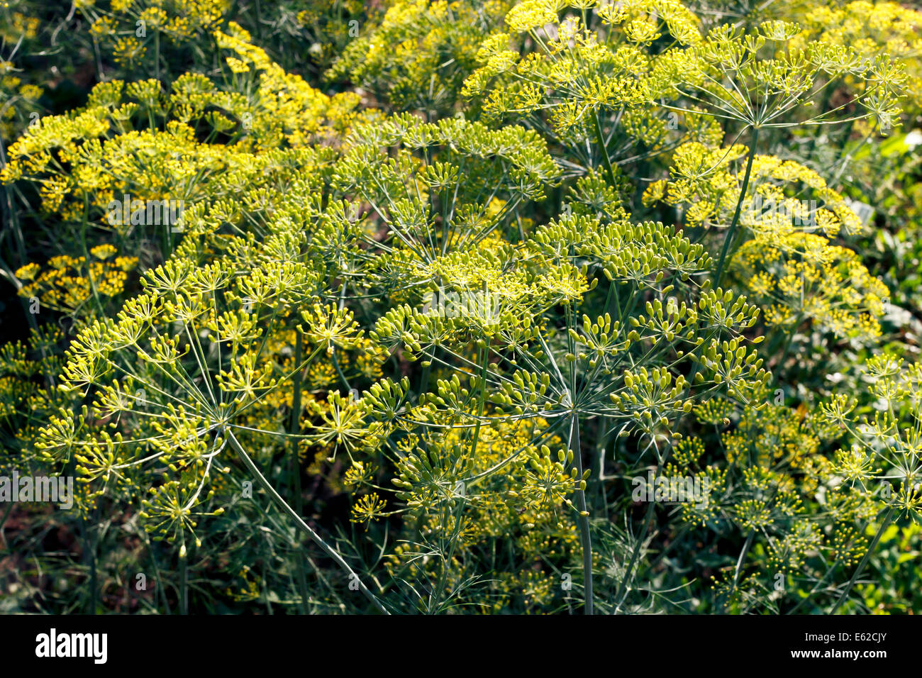 dill blooming with yellow flowers in the garden Stock Photo - Alamy