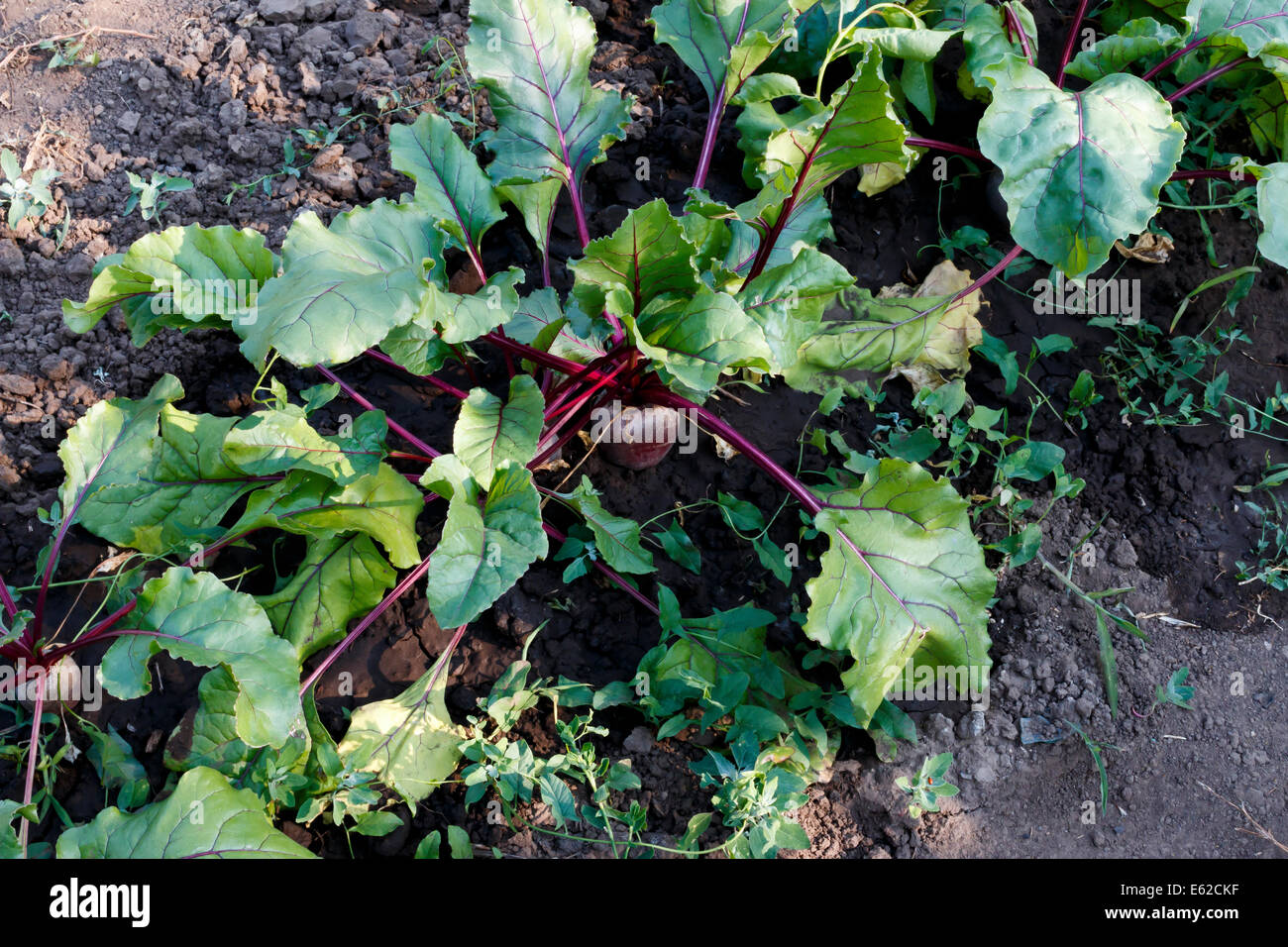 beets growing in the ground at garden Stock Photo - Alamy