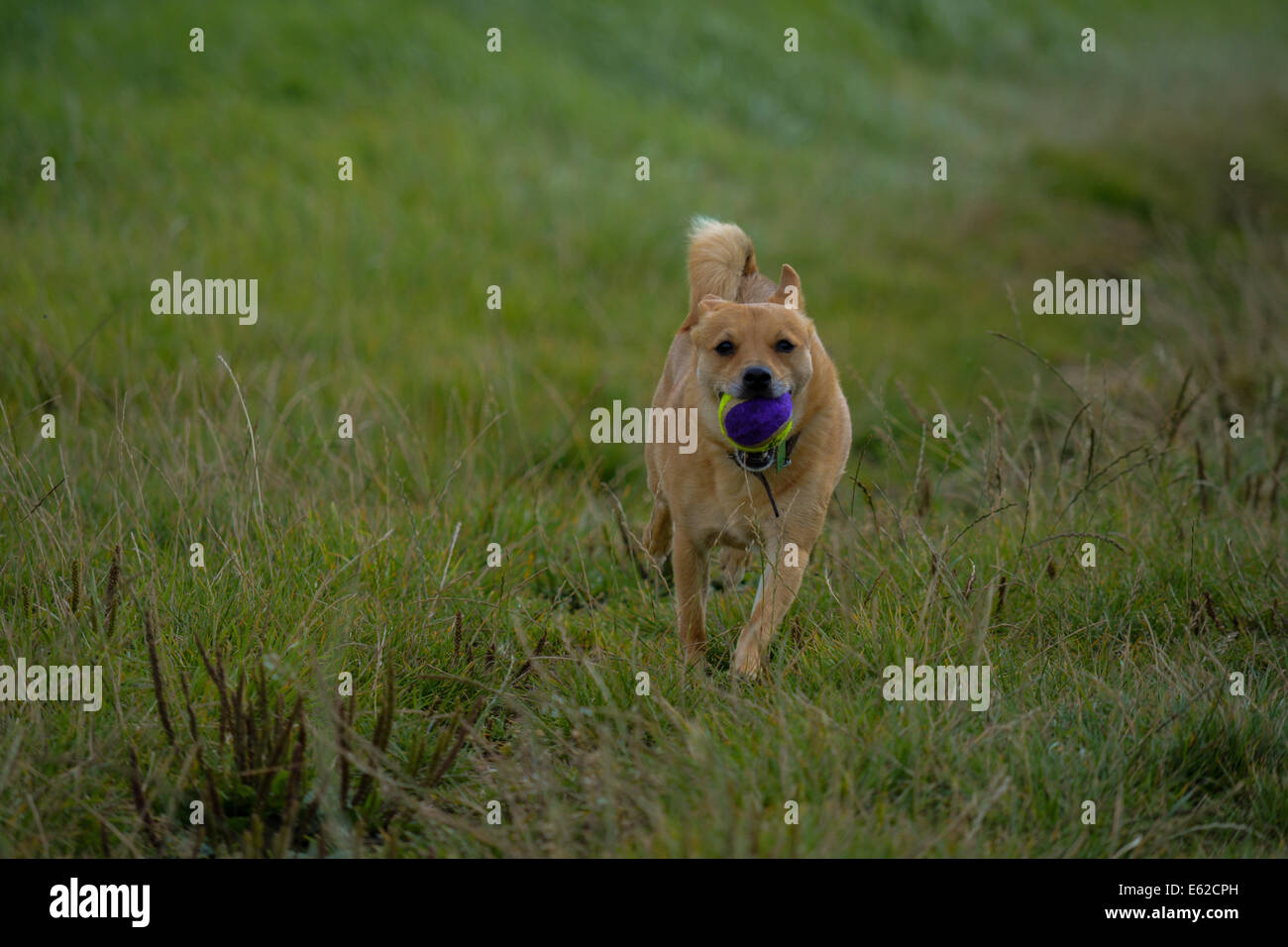 Dog fetching ball Stock Photo - Alamy