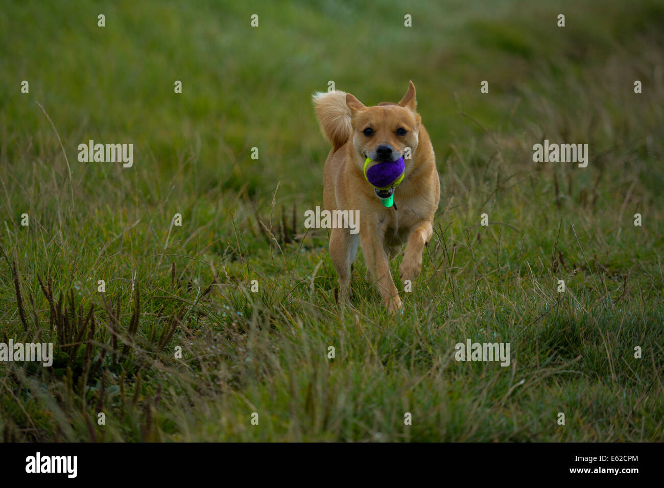 Head on dog with ball Stock Photo - Alamy
