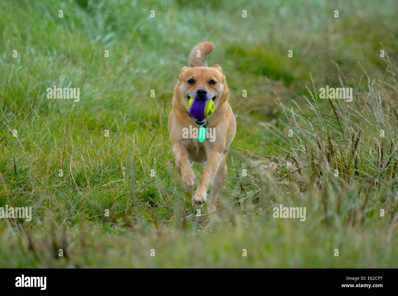 Small dog fetching ball Stock Photo - Alamy